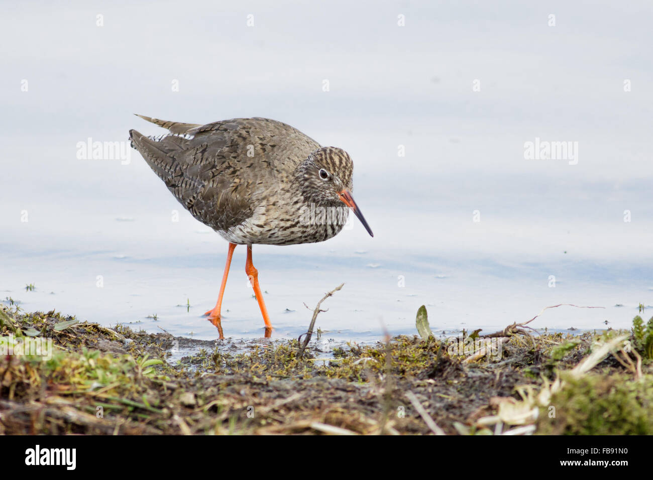Common Redshank (Tringa totanus) foraging on the shoreline Stock Photo ...
