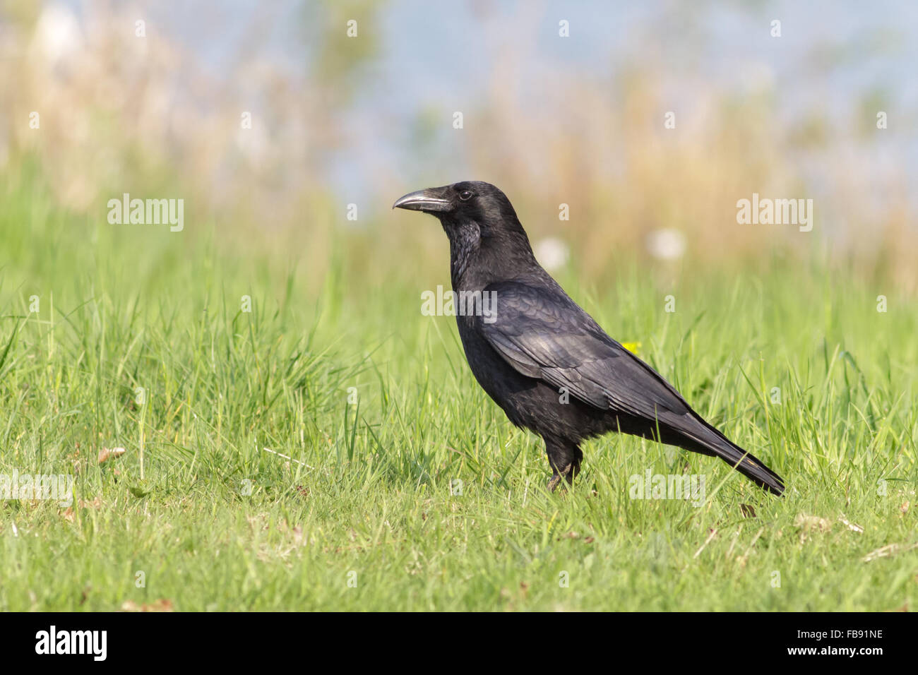 Carrion Crow (Corvus corone) out on the meadow Stock Photo - Alamy