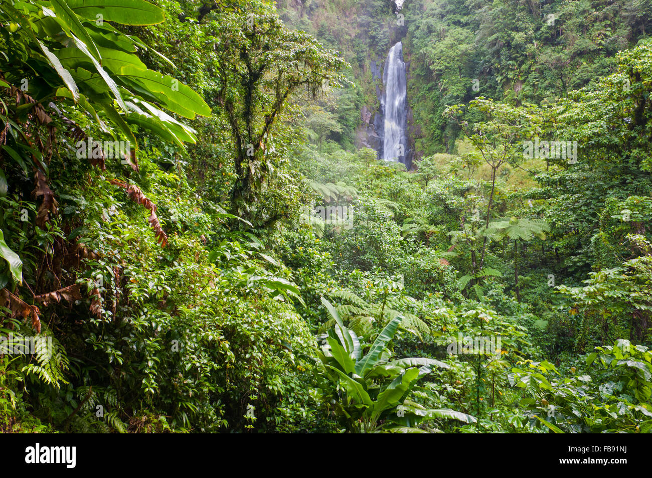 Trafalgar Waterfalls, Dominica Stock Photo - Alamy