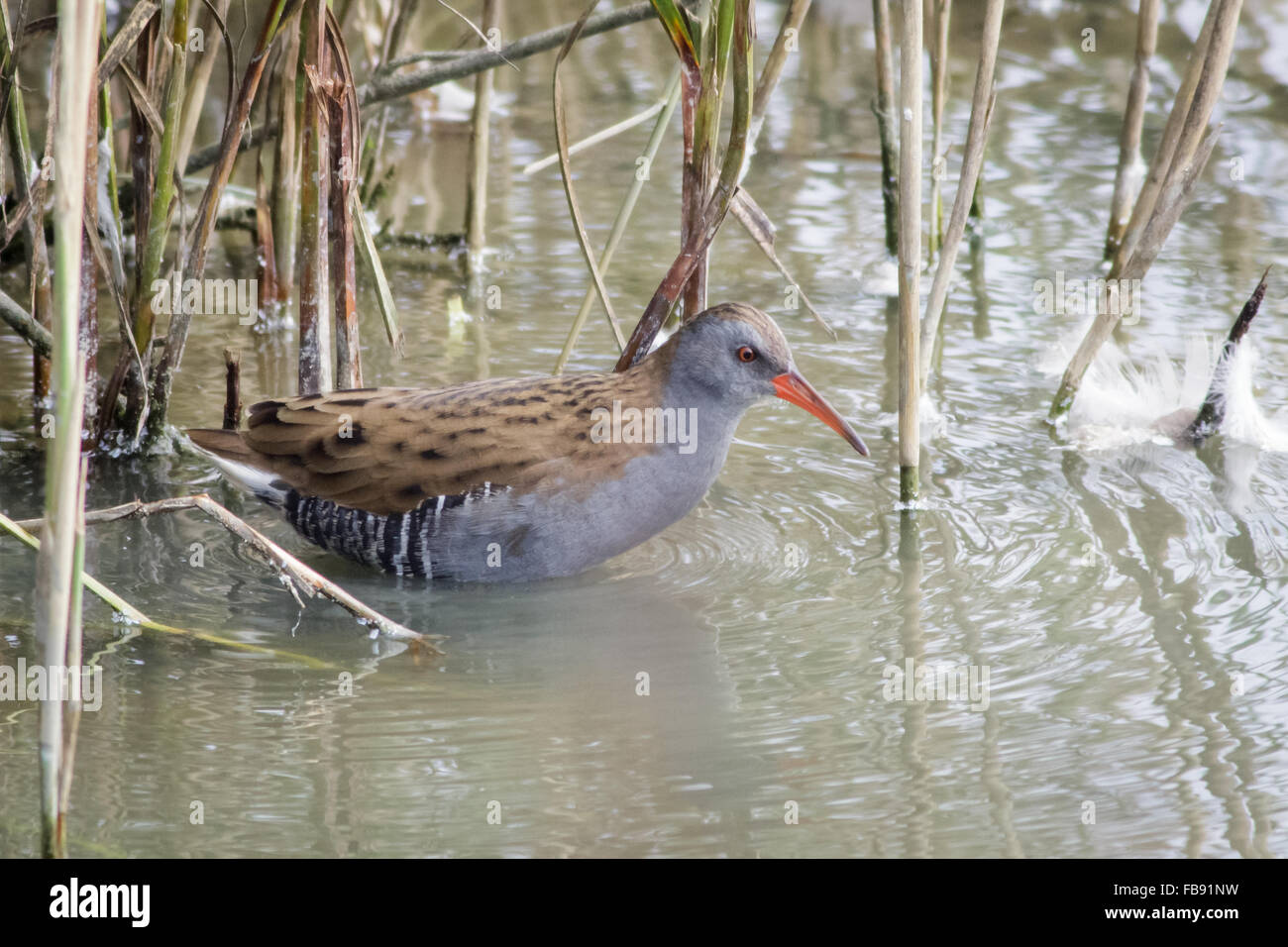 Skulking hi-res stock photography and images - Alamy