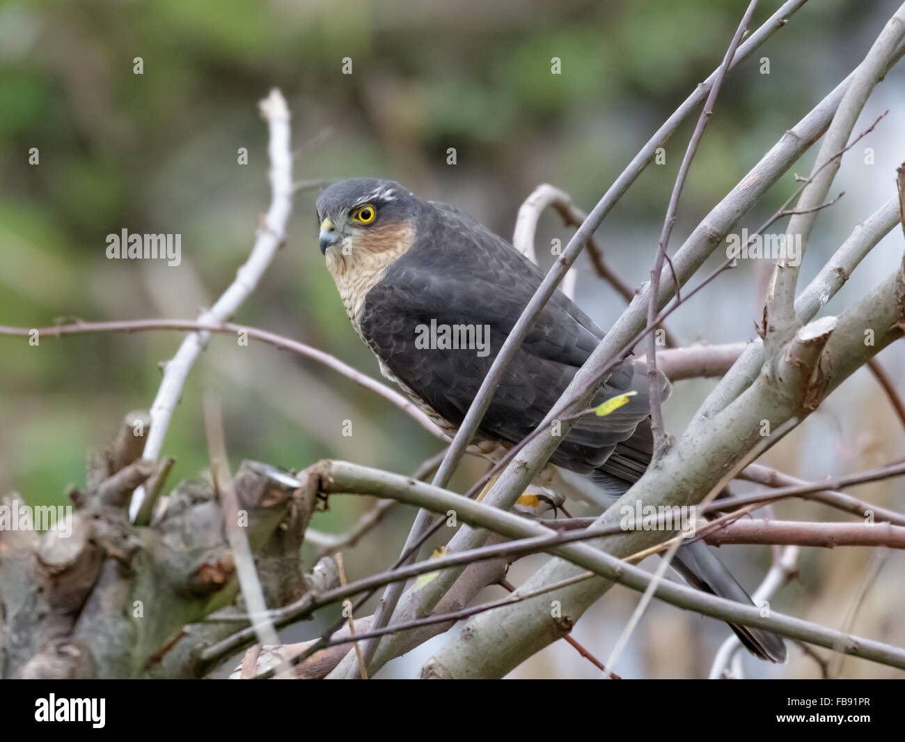 Male Eurasian Sparrowhawk (Accipiter nisus) perched in a bush Stock ...