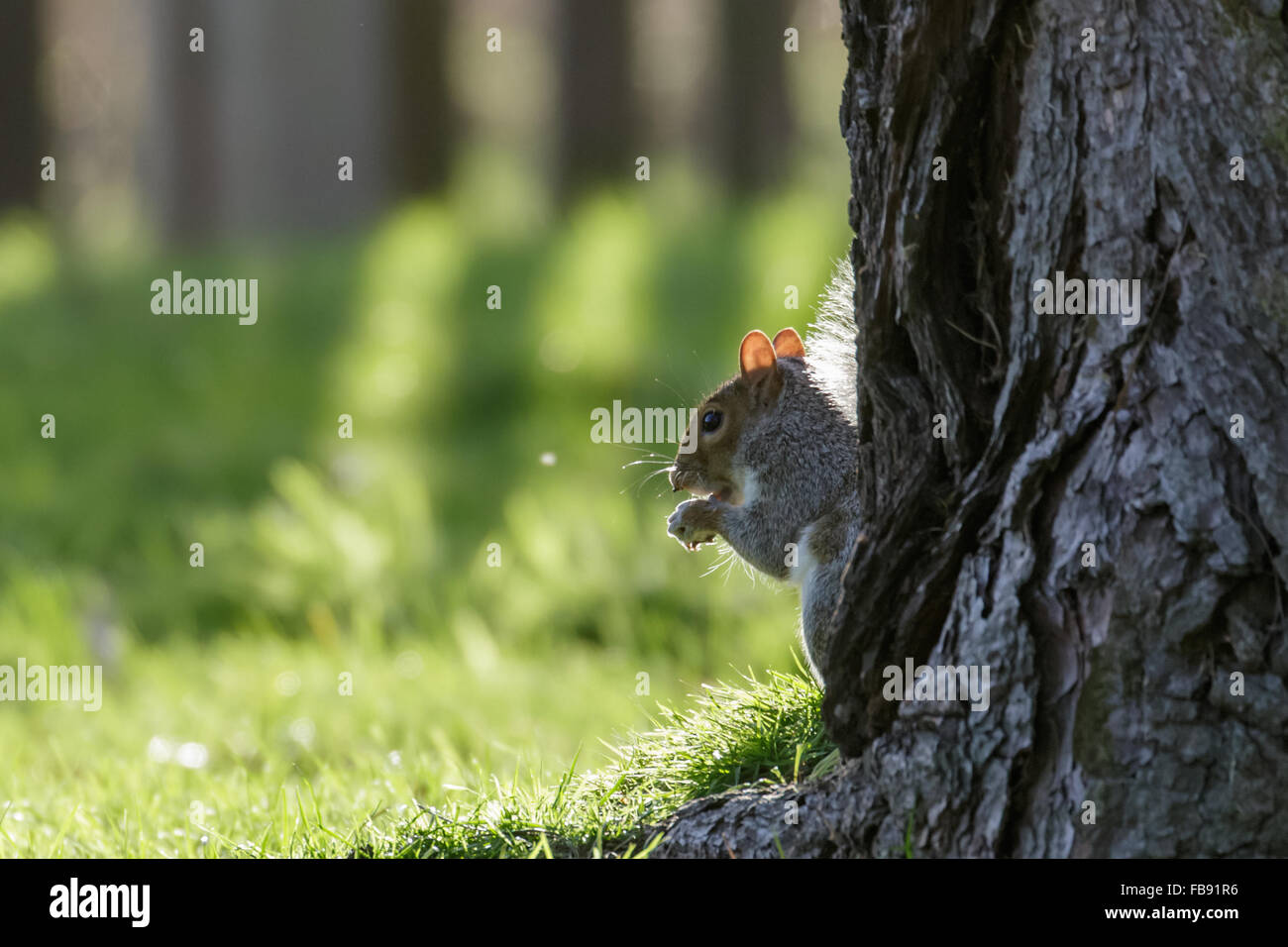 Grey Squirrel (Sciurus carolinensis) eating, partially hidden by a tree ...