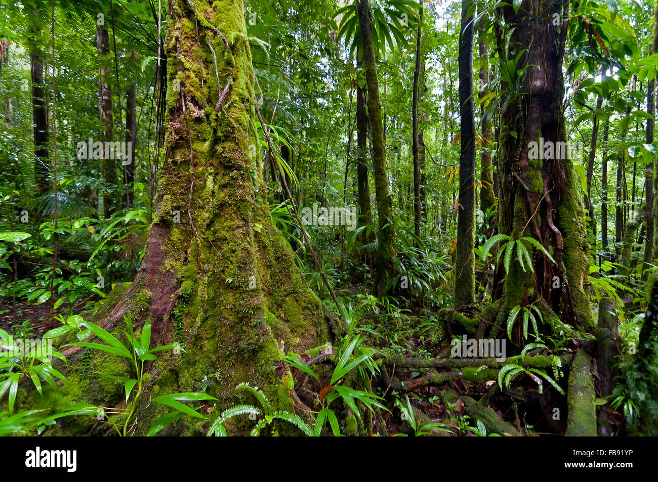 Rainforest climate hi-res stock photography and images - Alamy