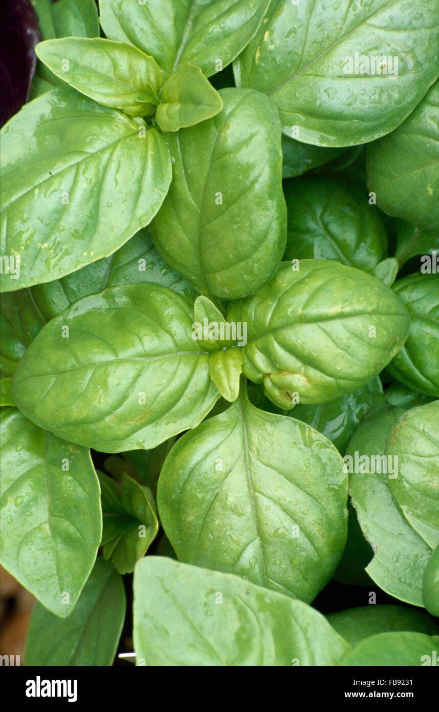 Close-up of herb Basil Stock Photo - Alamy