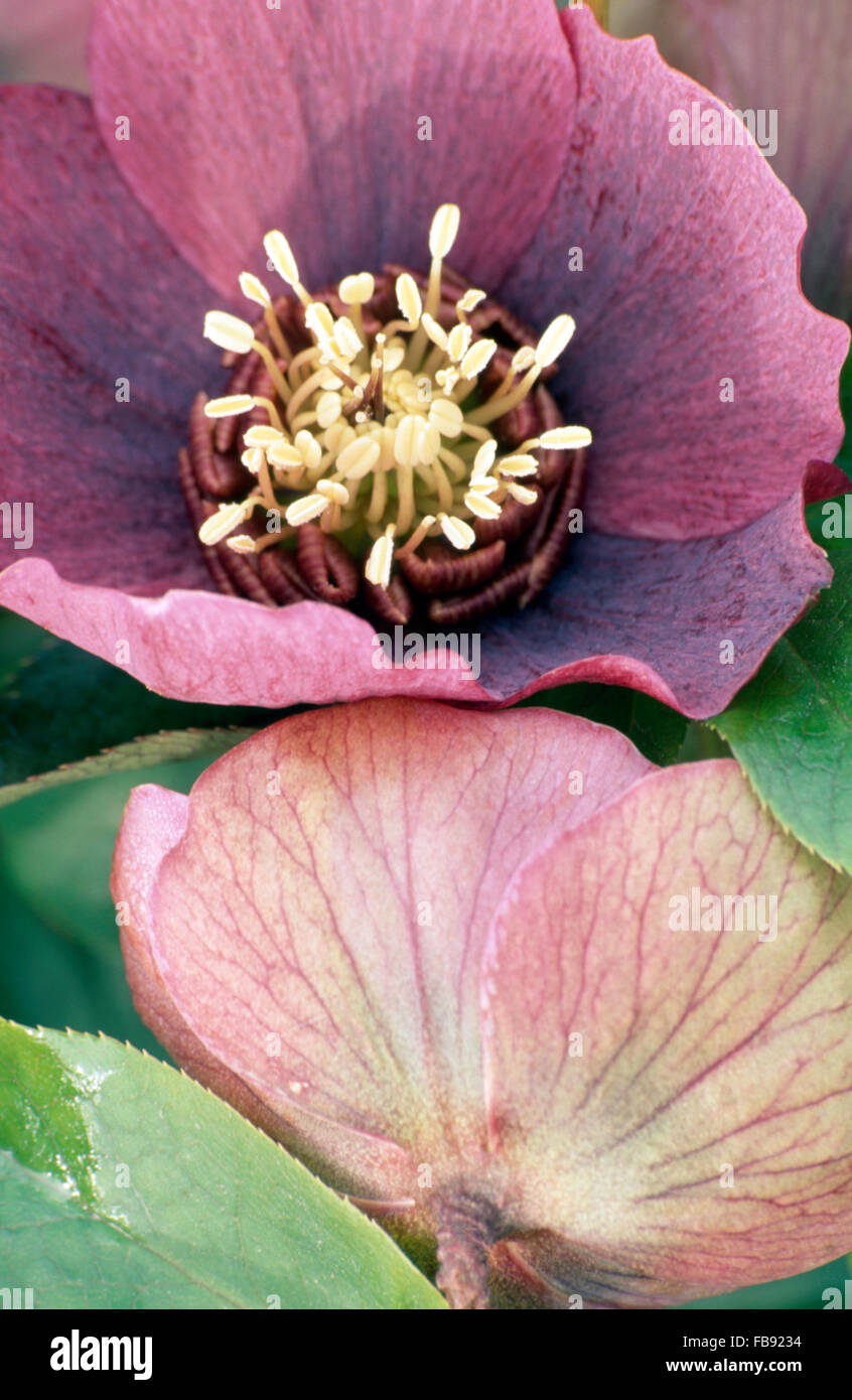 Close-up of pink Hellebores Stock Photo - Alamy