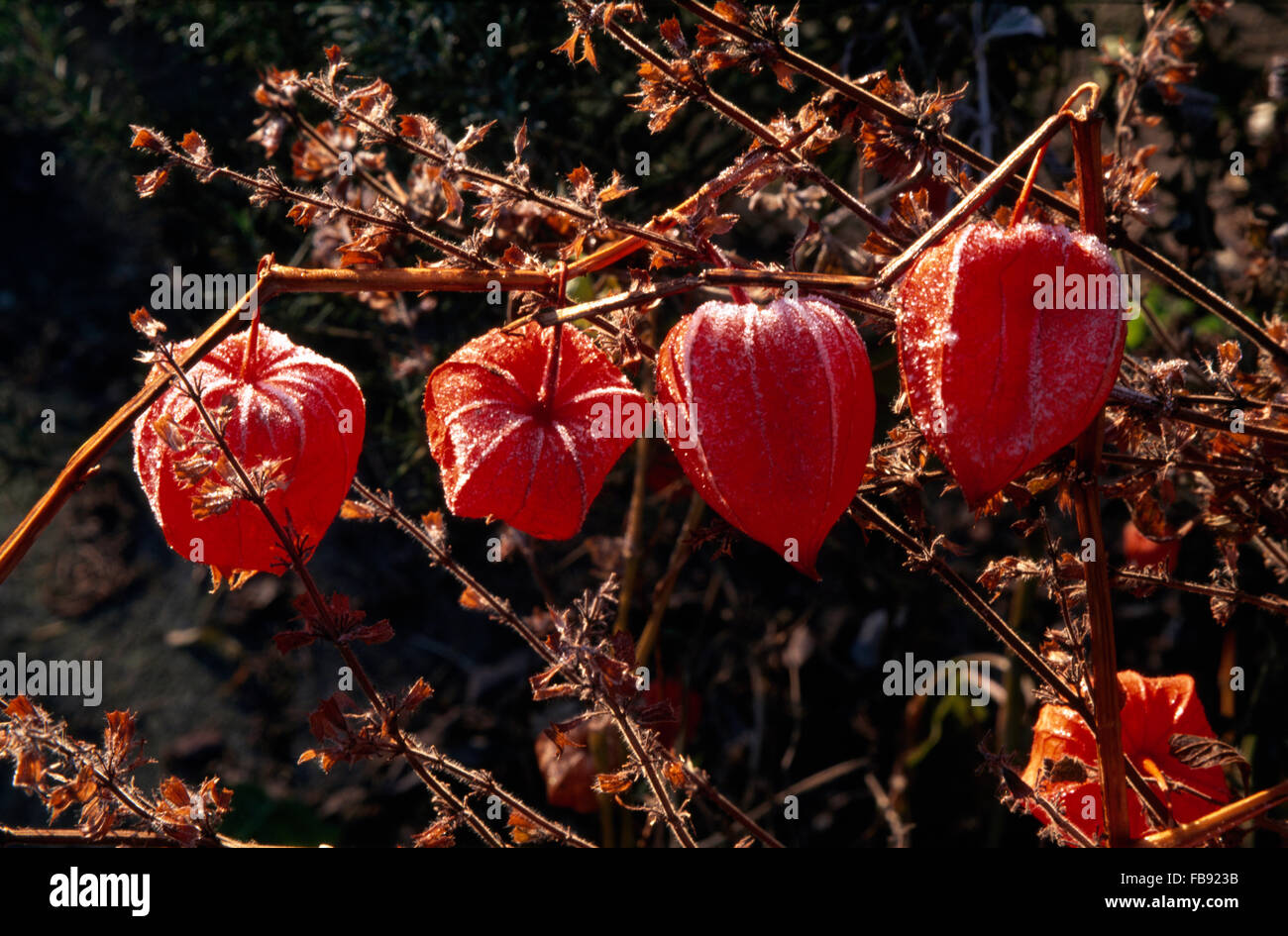 Orange seed pods hi-res stock photography and images - Alamy