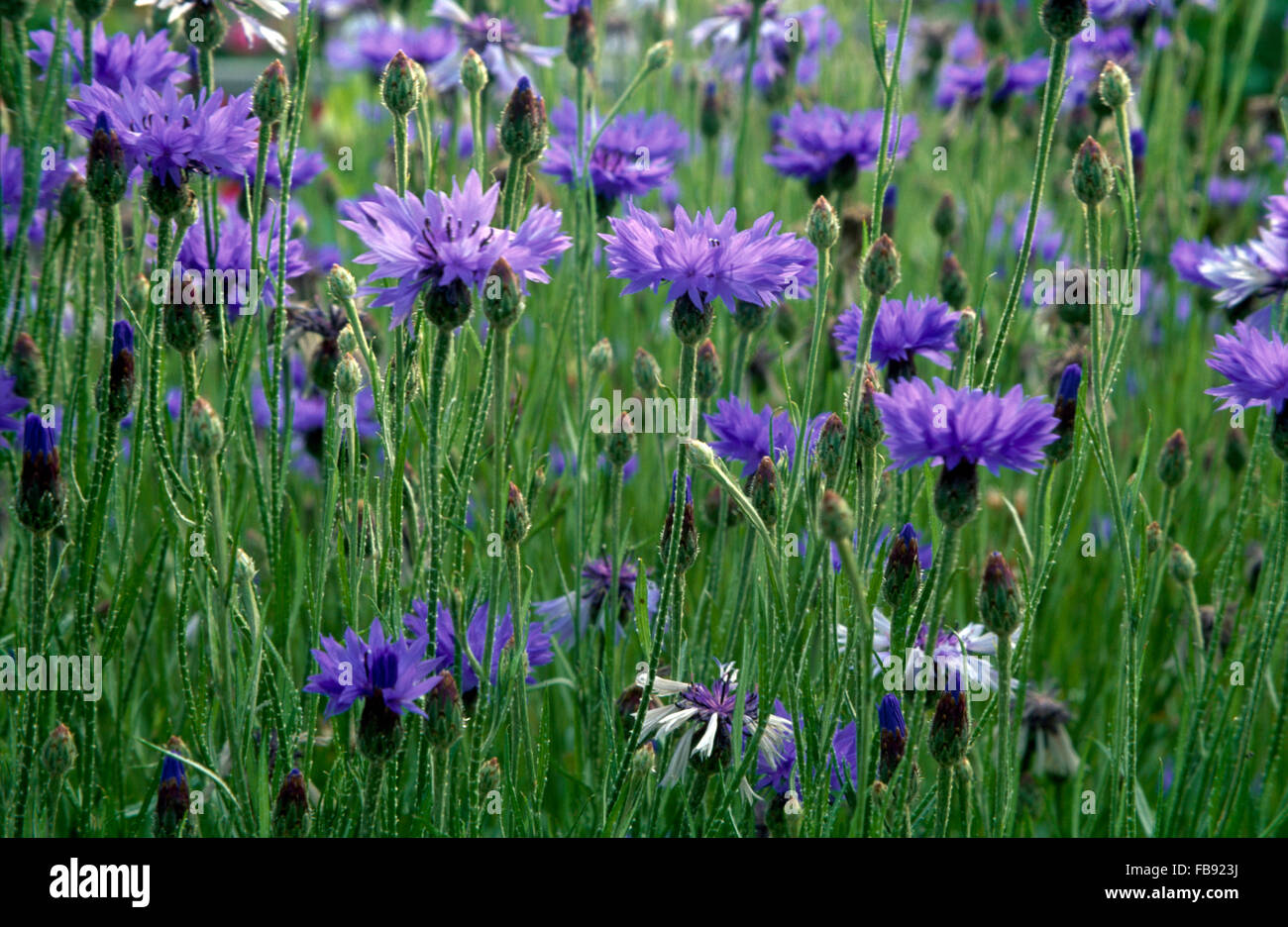 Cornflowers hi-res stock photography and images - Alamy