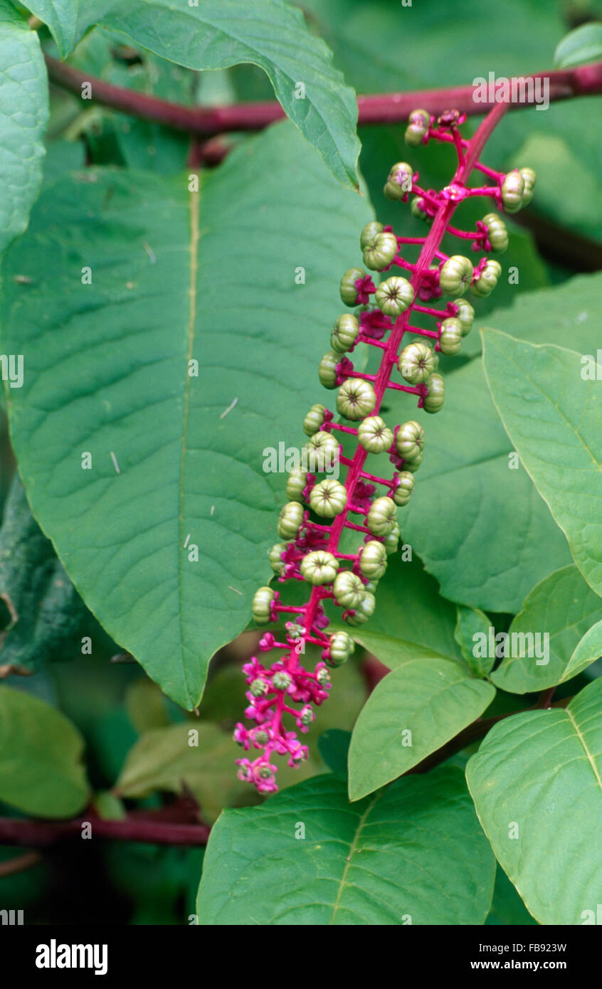 Close up phytolacca americana hi-res stock photography and images - Alamy