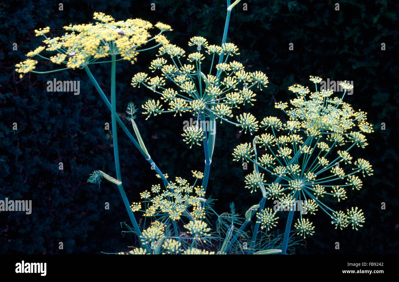 Close-up of fennel flowers Stock Photo - Alamy