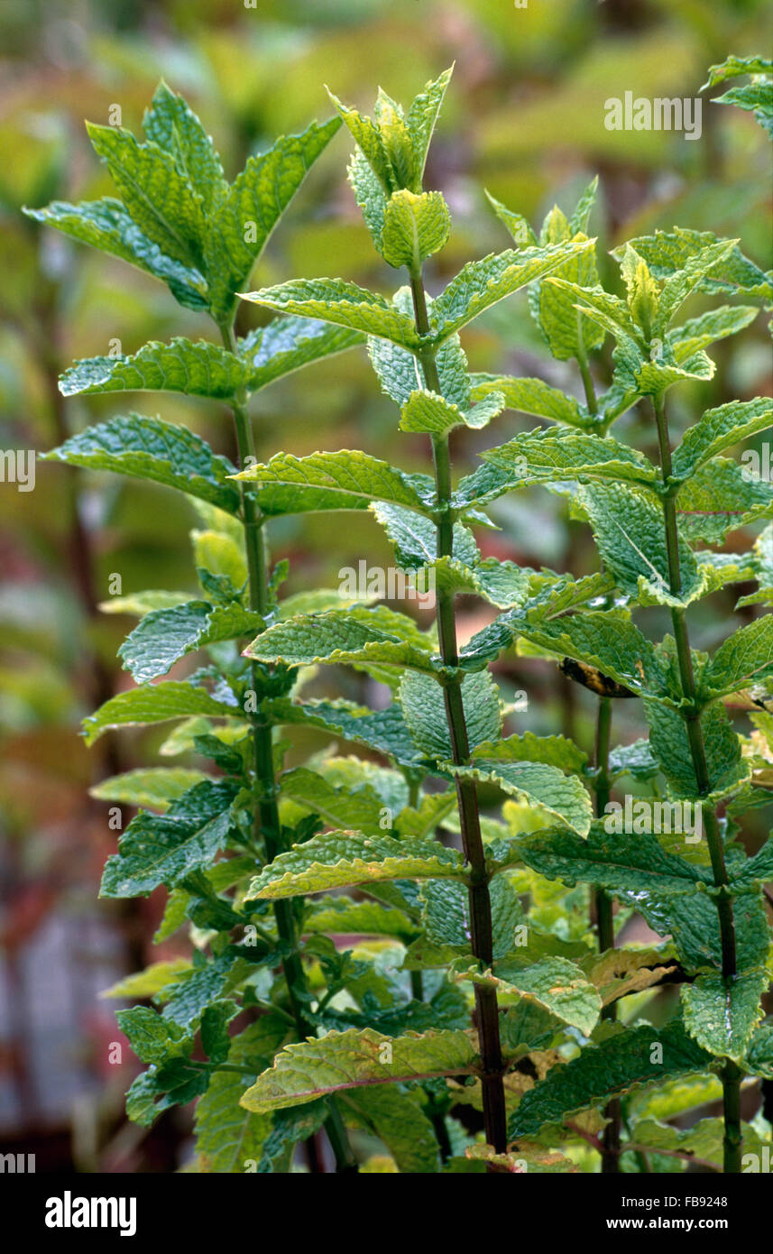 Mint herb plants hi-res stock photography and images - Alamy