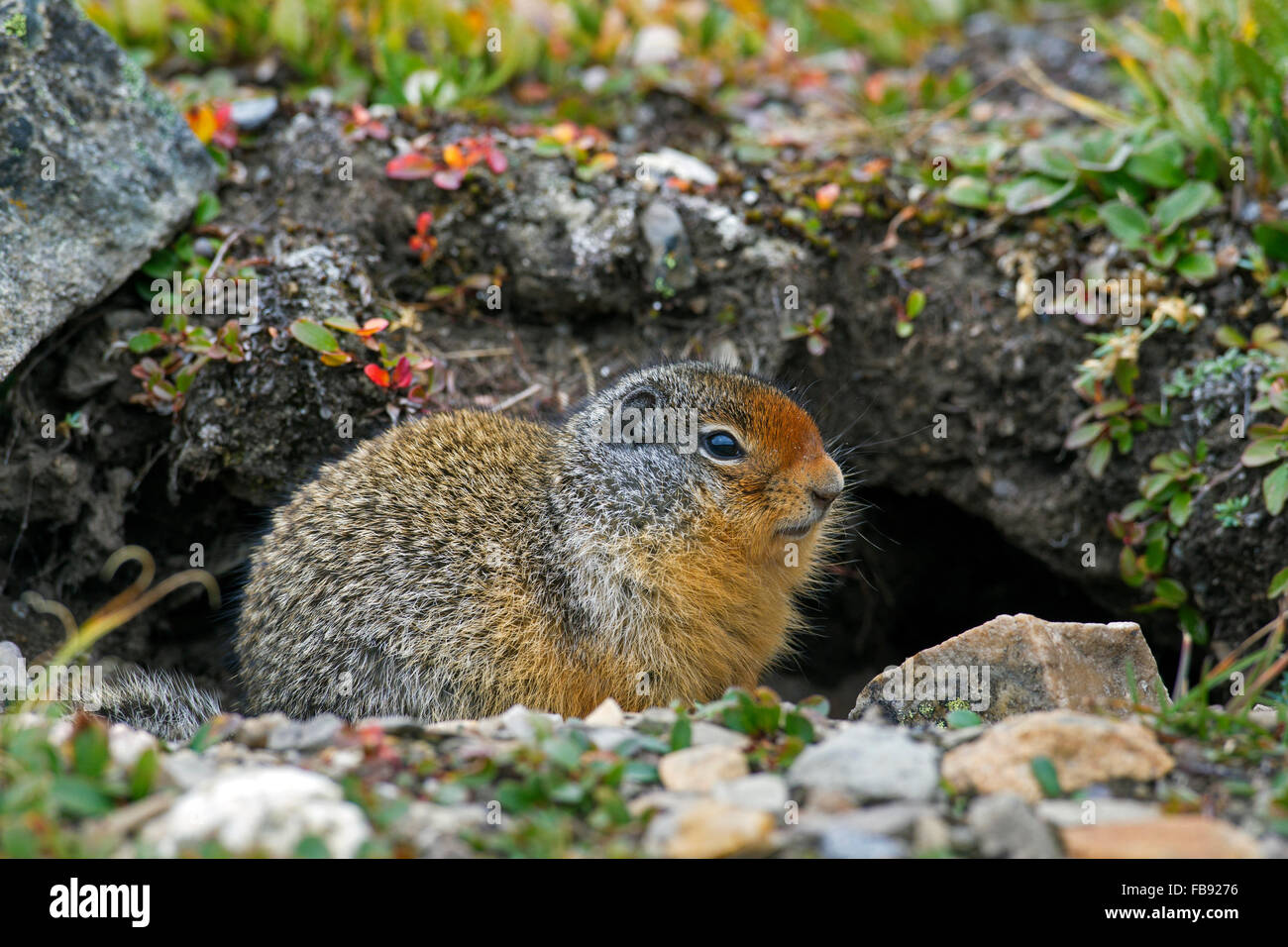 Columbian ground squirrel (Urocitellus columbianus / Spermophilus ...