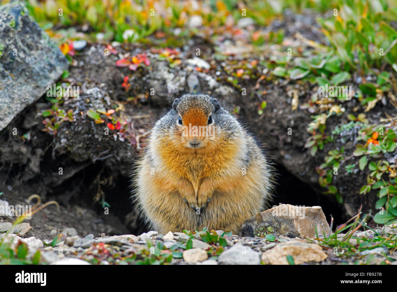 Columbian ground squirrel (Urocitellus columbianus / Spermophilus ...