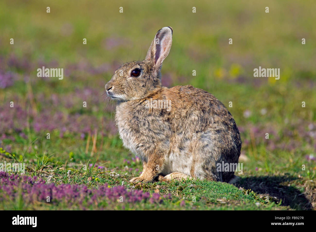 European rabbit / common rabbit (Oryctolagus cuniculus) sitting in ...