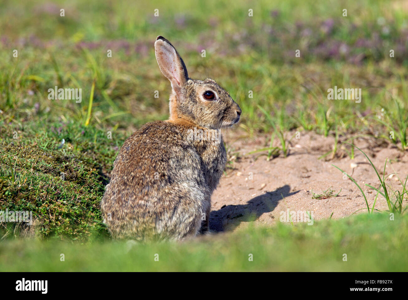 European rabbit / common rabbit (Oryctolagus cuniculus) sitting in ...