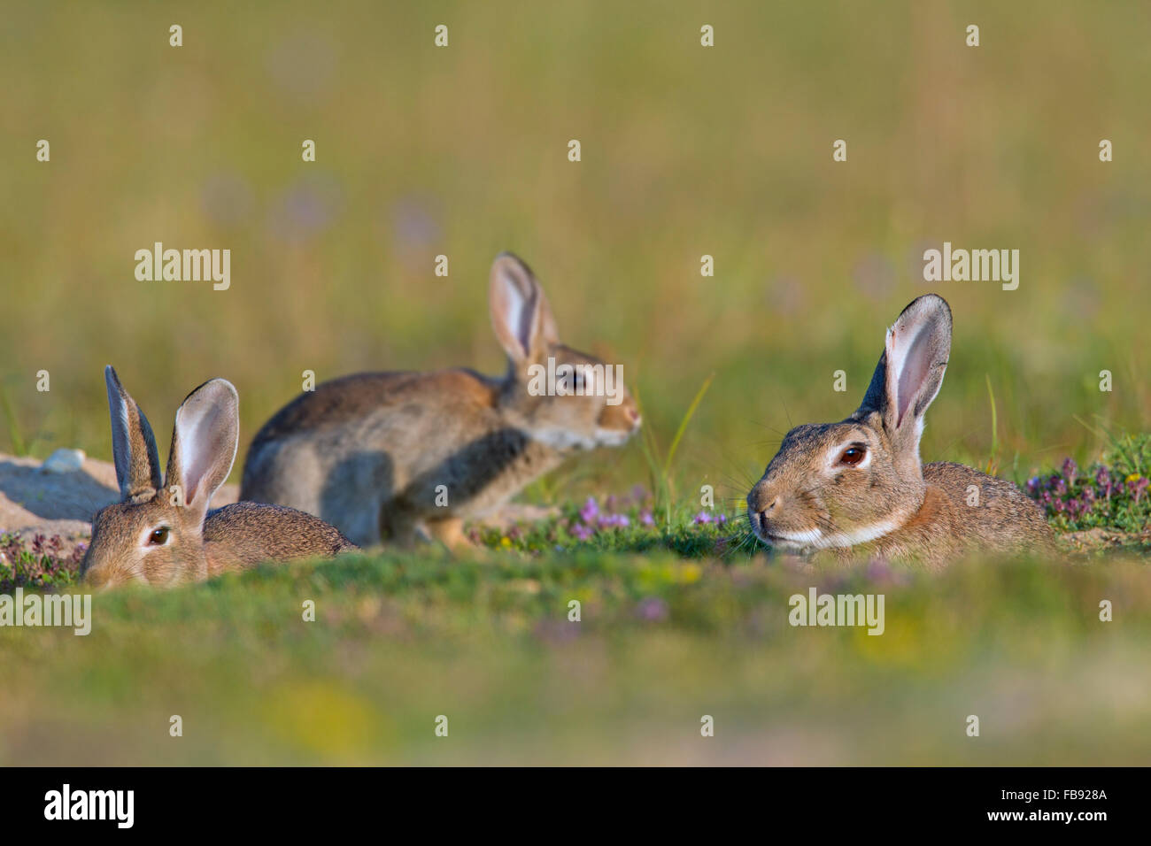 European rabbits / common rabbit (Oryctolagus cuniculus) adult with ...