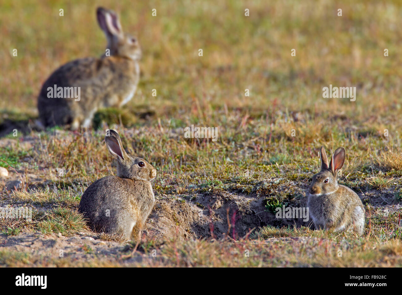 European rabbits / common rabbit (Oryctolagus cuniculus) adult with two ...