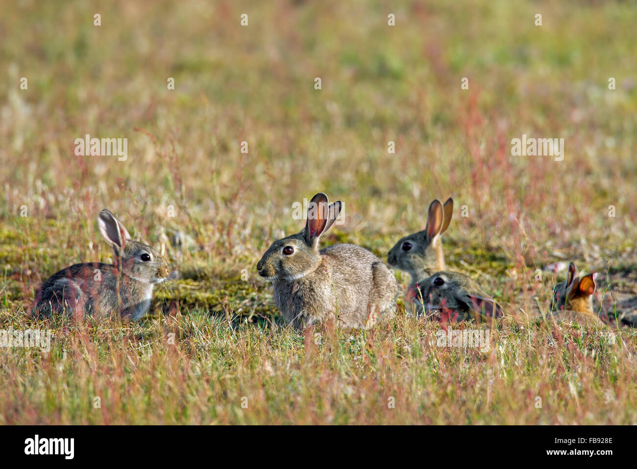 Rabbit warren uk hi-res stock photography and images - Alamy