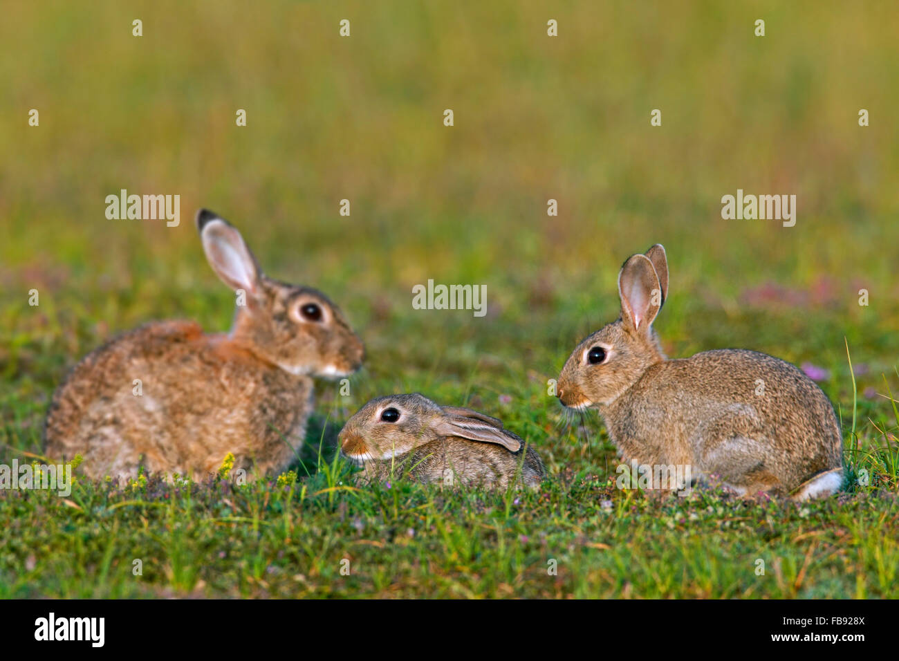 European rabbits / common rabbit (Oryctolagus cuniculus) adult with two ...