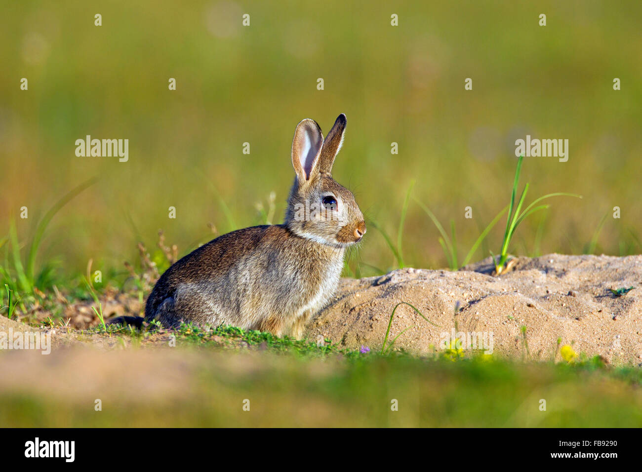 European rabbit / common rabbit (Oryctolagus cuniculus) juvenile ...
