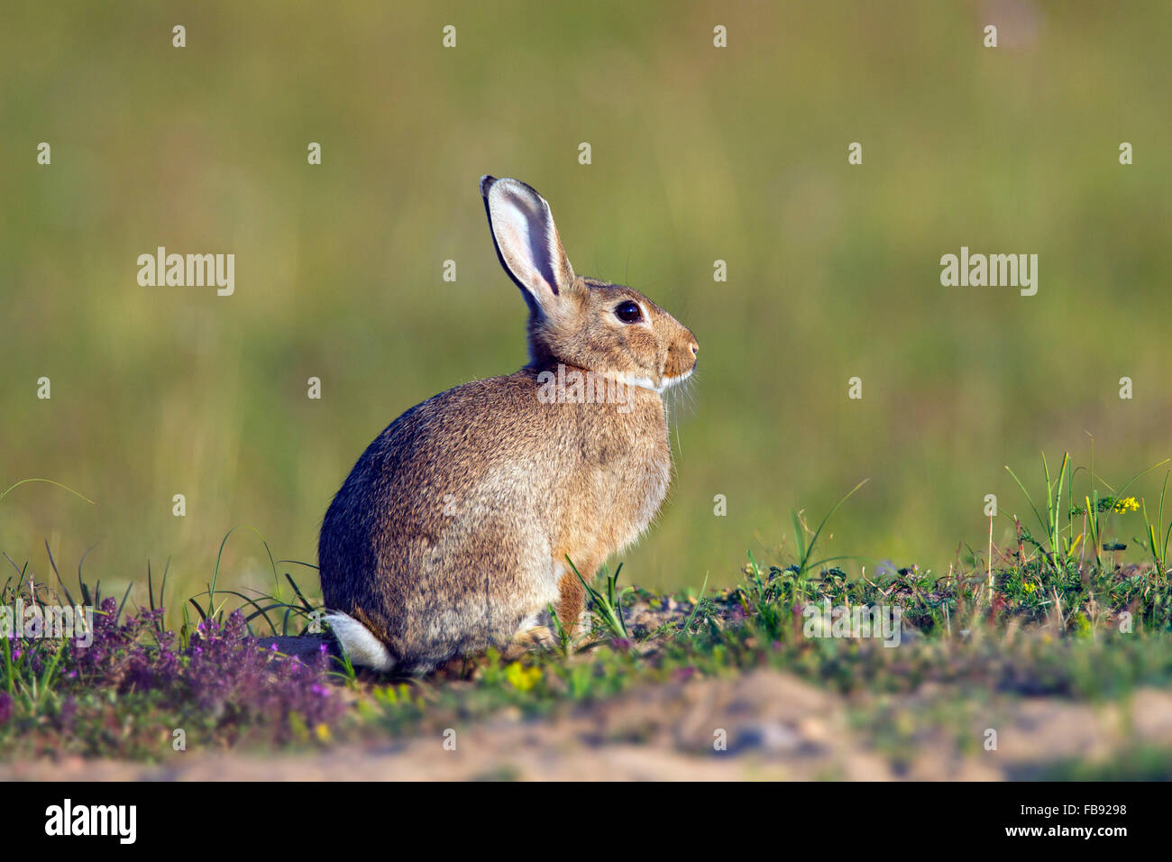 Young European rabbit / common rabbit (Oryctolagus cuniculus) sitting ...