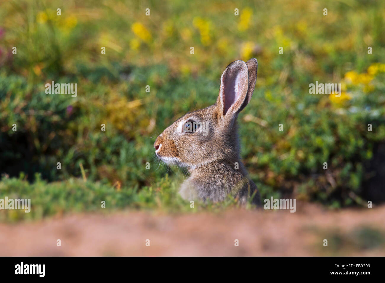 Alarmed young European rabbit / common rabbit (Oryctolagus cuniculus ...