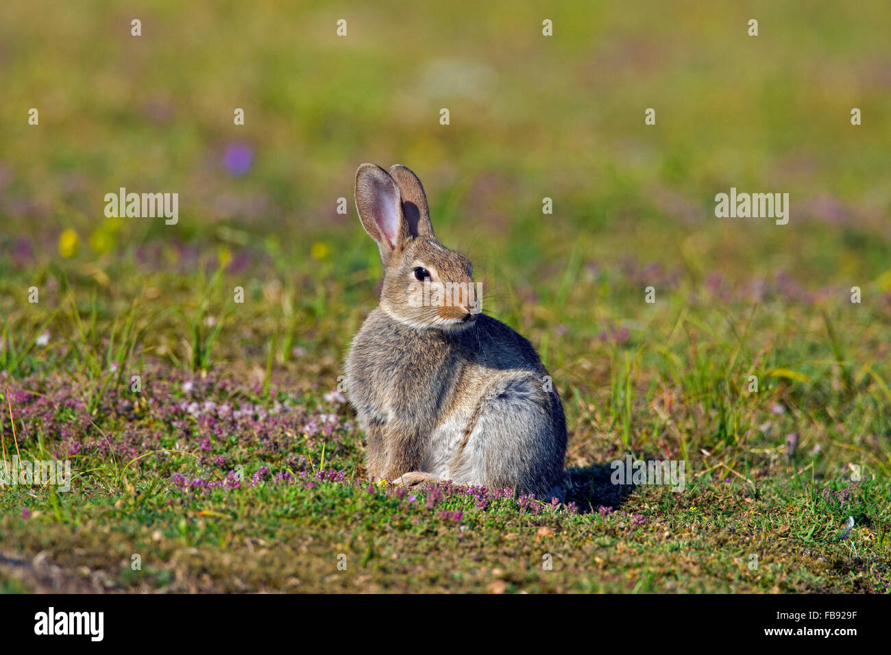 Young European rabbit / common rabbit (Oryctolagus cuniculus) sitting ...
