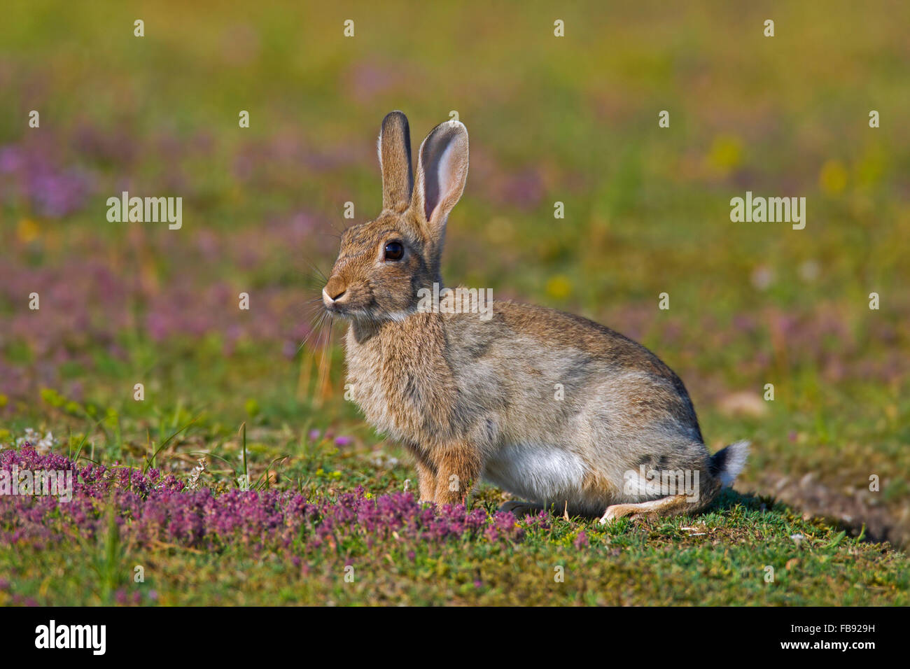 Young European rabbit / common rabbit (Oryctolagus cuniculus) in meadow ...