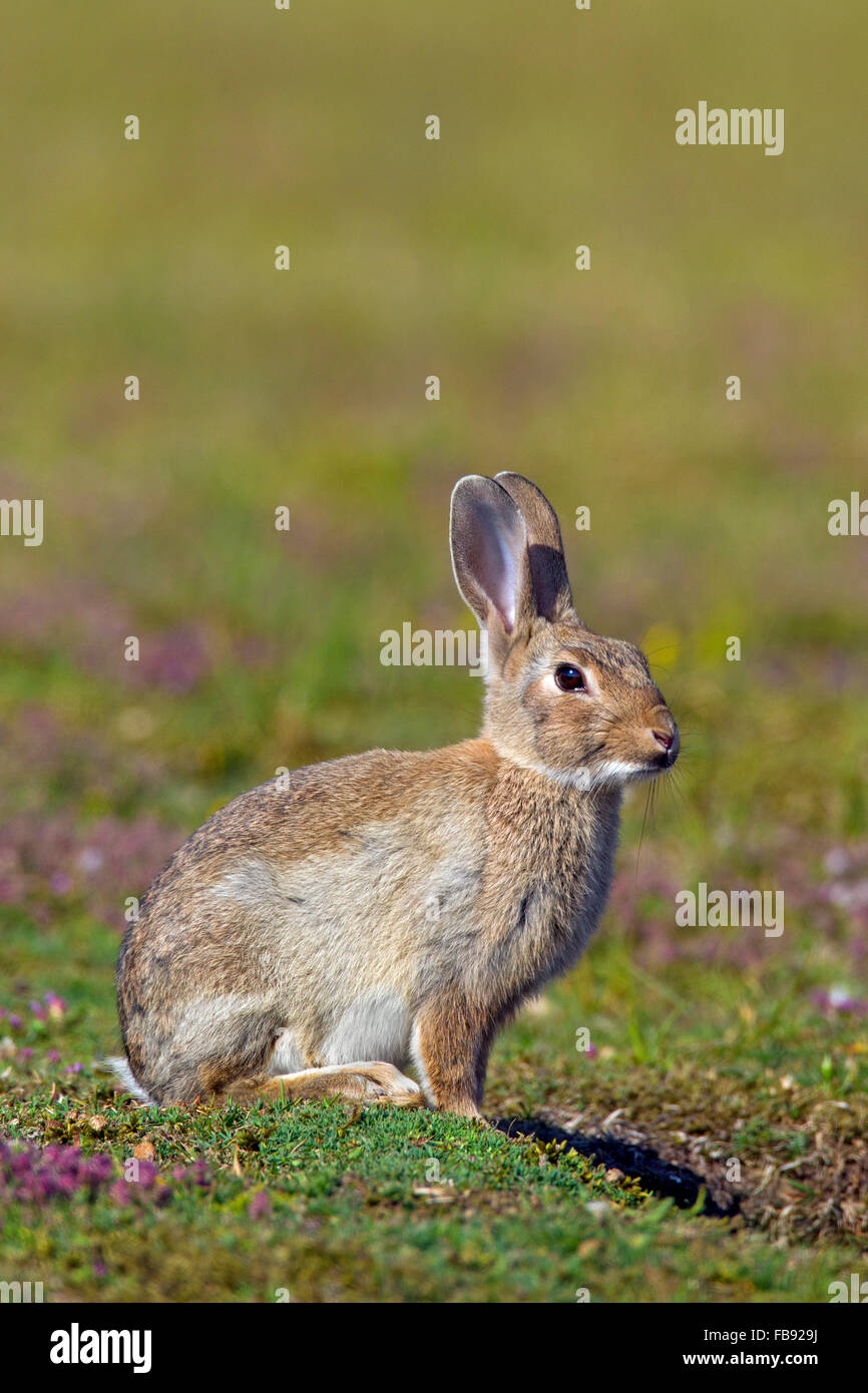 Young European rabbit / common rabbit (Oryctolagus cuniculus) sitting ...