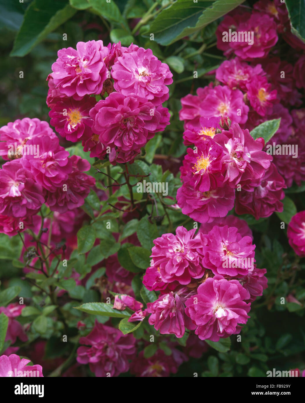 Deep pink roses hi-res stock photography and images - Alamy