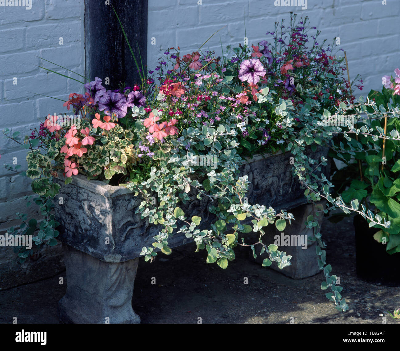 Ivy geraniums hi-res stock photography and images - Alamy
