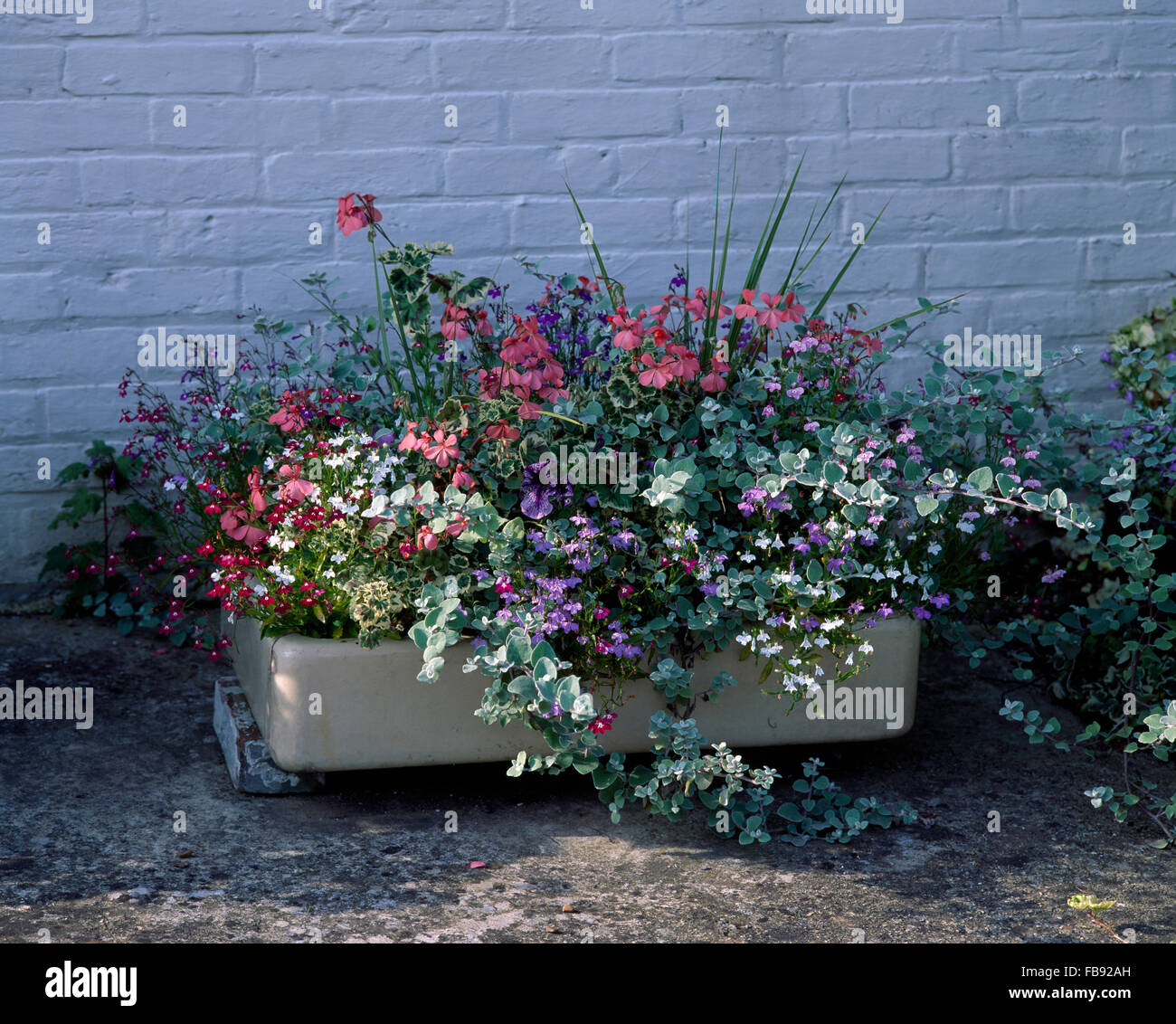 Geraniums lobelia hi-res stock photography and images - Alamy