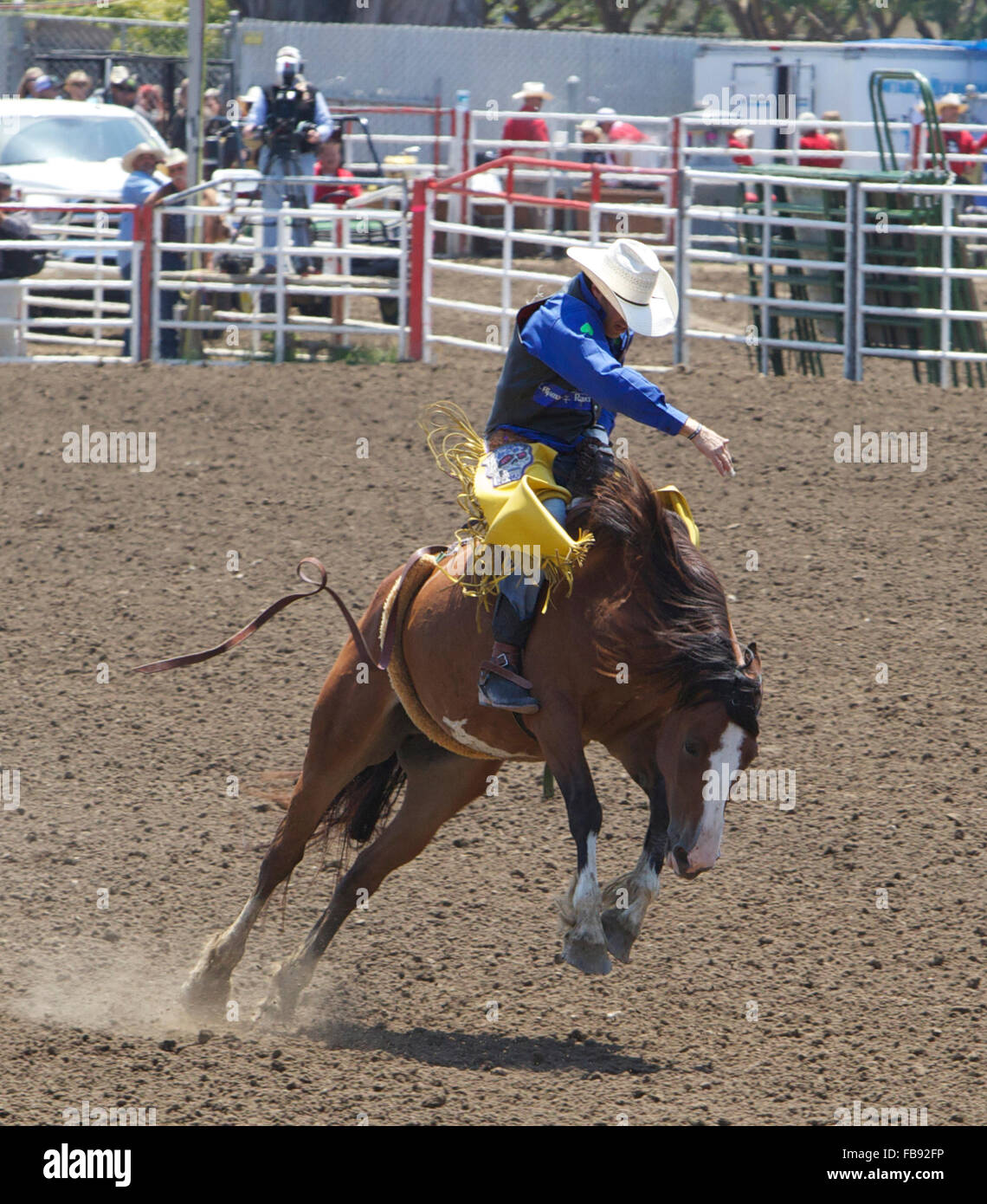 The Calgary Stampede Rodeo Stock Photo - Alamy