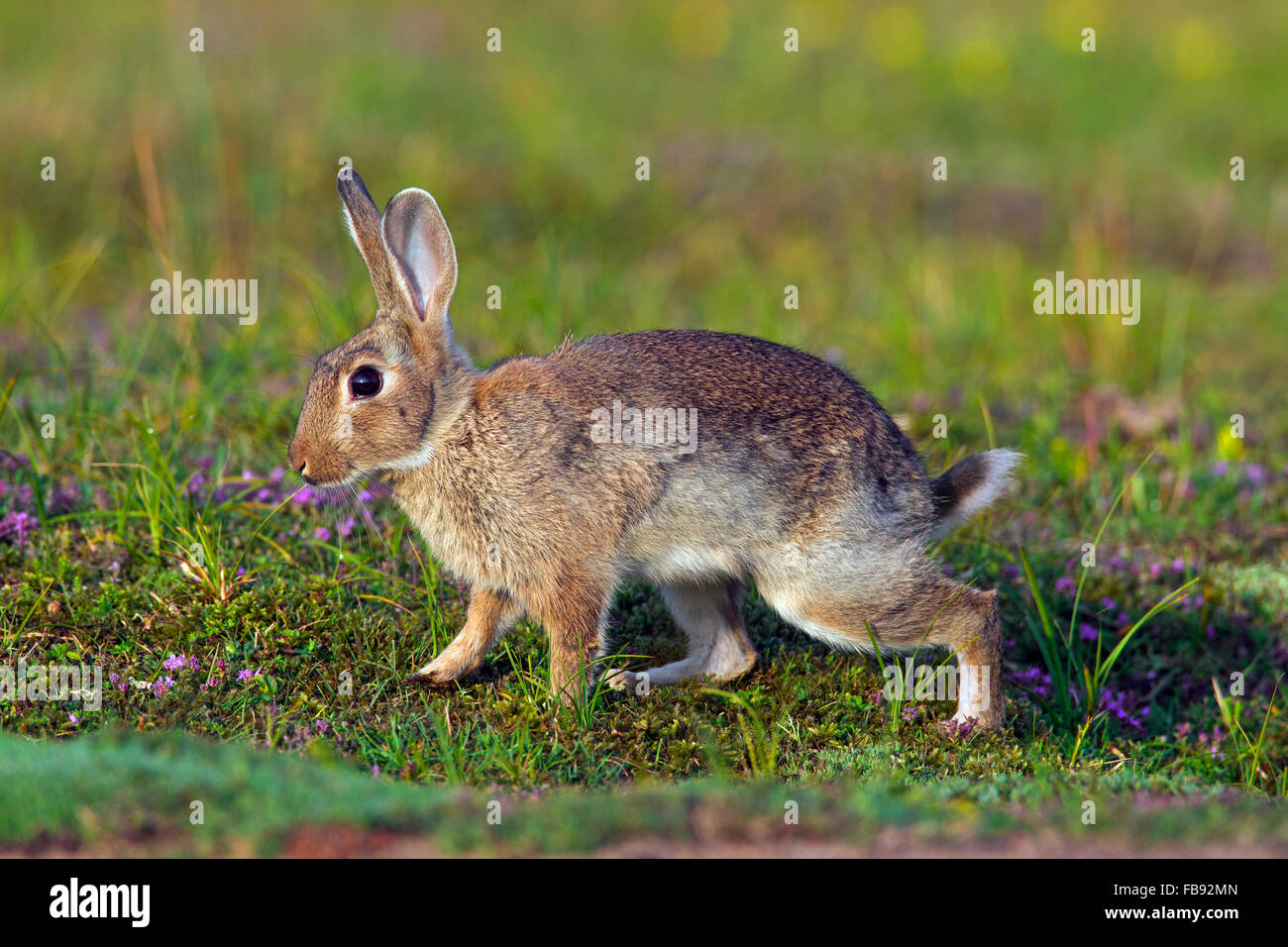 Young European rabbit / common rabbit (Oryctolagus cuniculus) in meadow ...