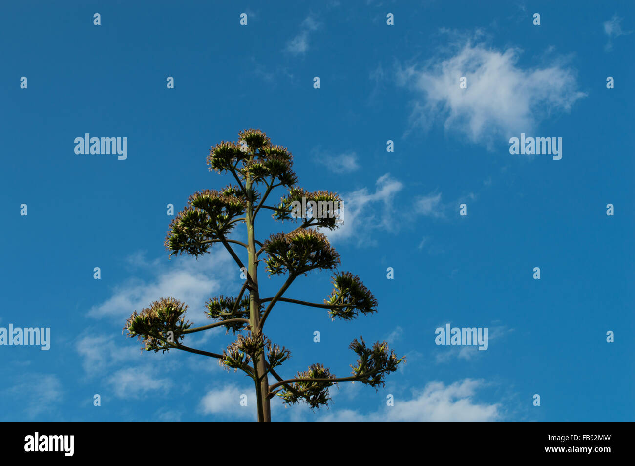 American agave and sky Stock Photo - Alamy