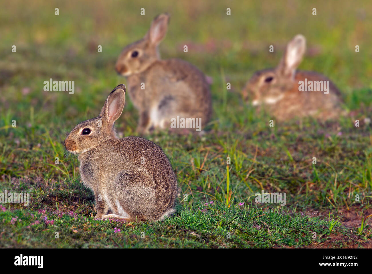 Young European rabbits / common rabbit (Oryctolagus cuniculus) in ...
