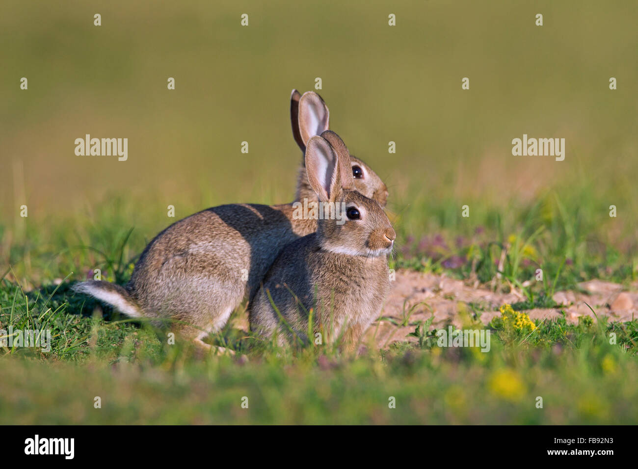 Two young European rabbits / common rabbit (Oryctolagus cuniculus) in ...