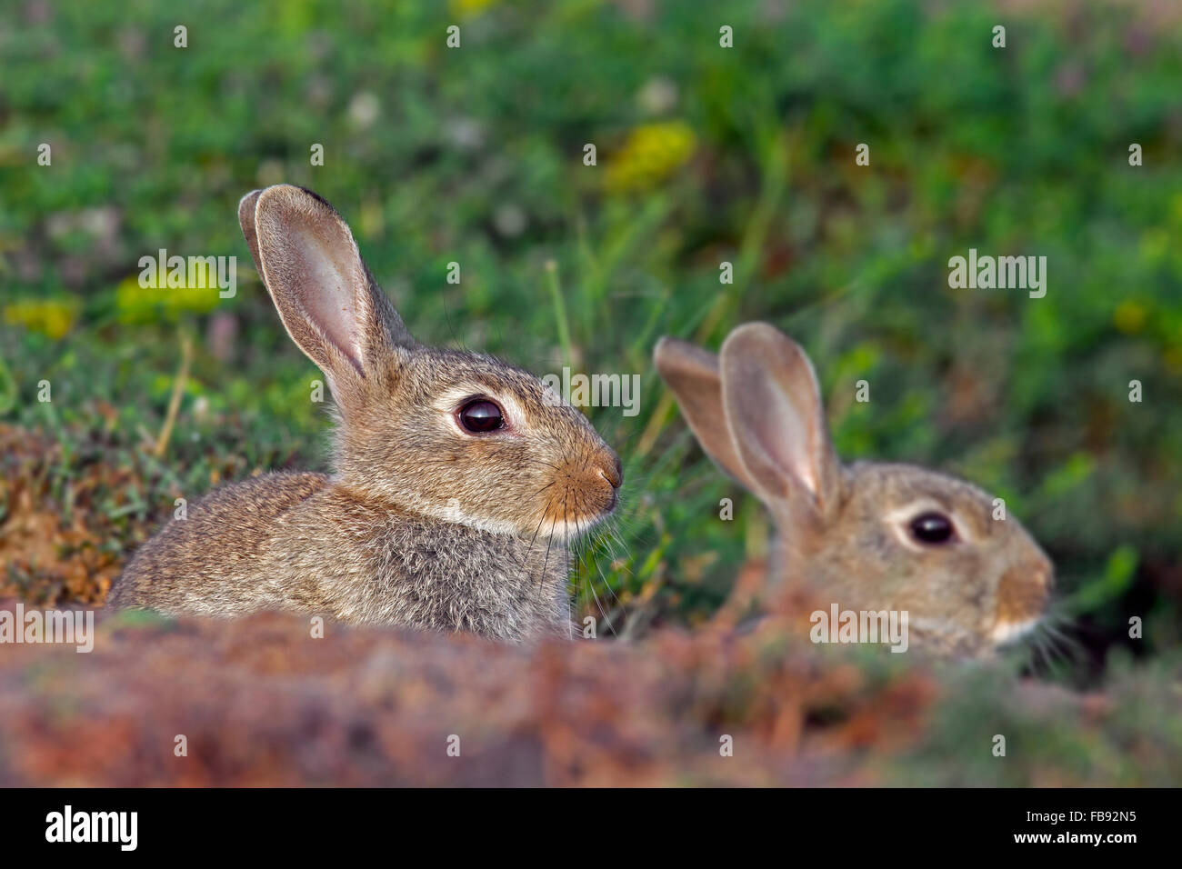 Two young European rabbits / common rabbit (Oryctolagus cuniculus) in ...