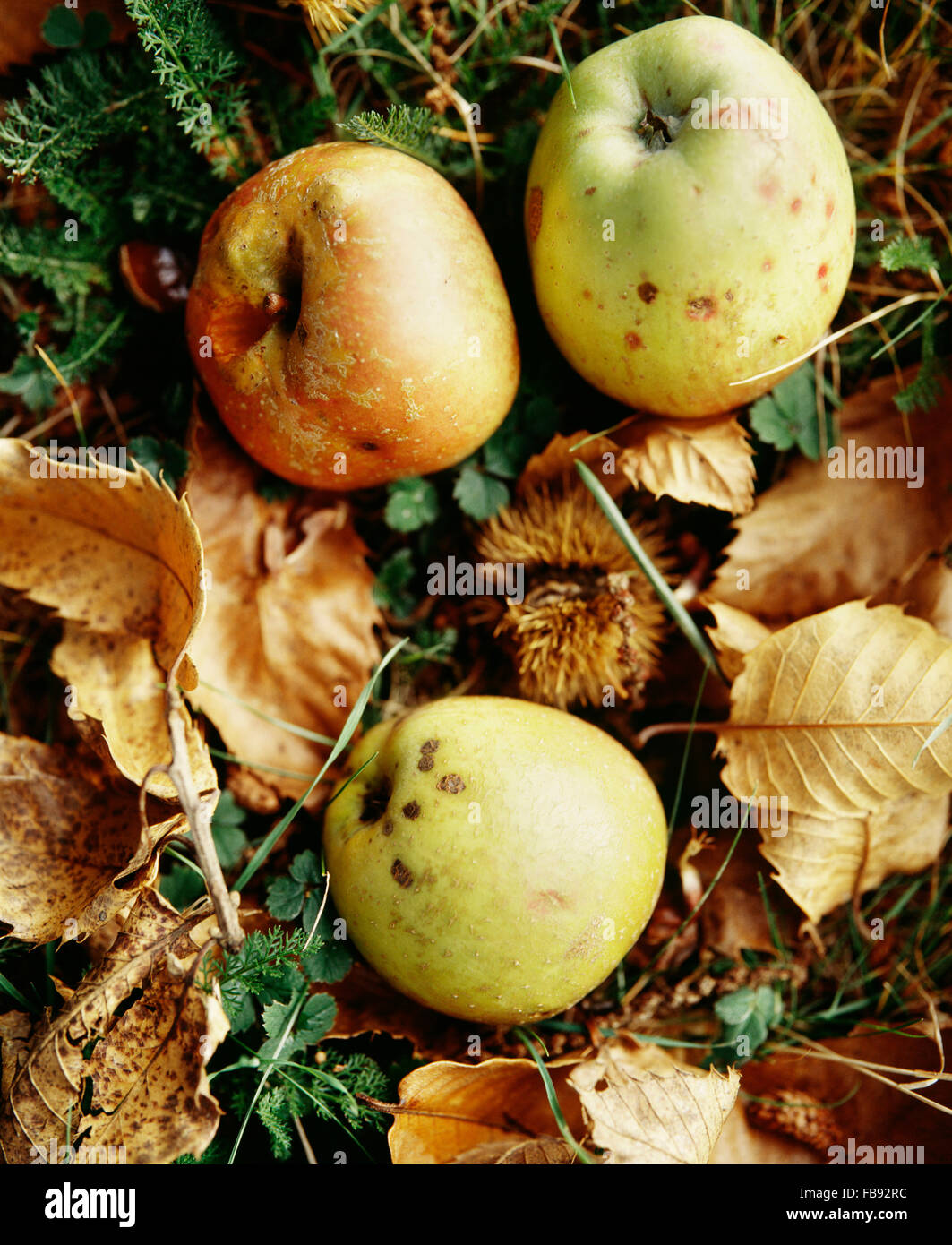 Apples on ground Stock Photo - Alamy