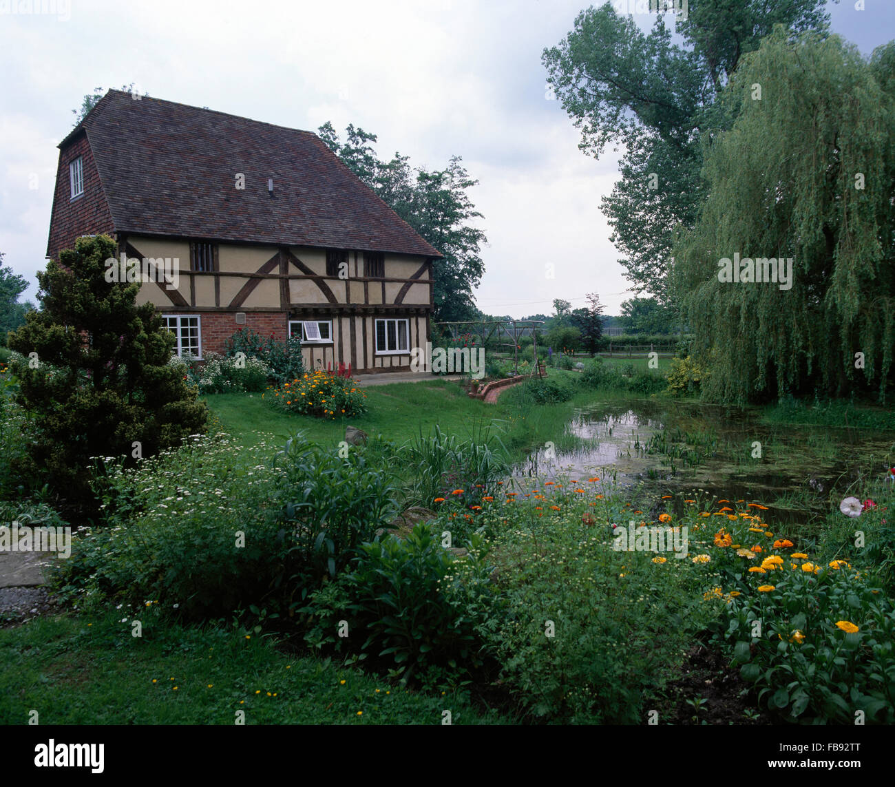 Orange and yellow calendula growing in border beside pond in garden of ...