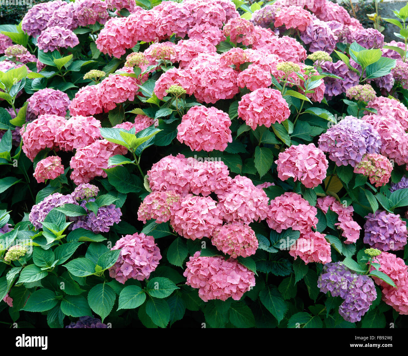 Pink hydrangea hi-res stock photography and images - Alamy