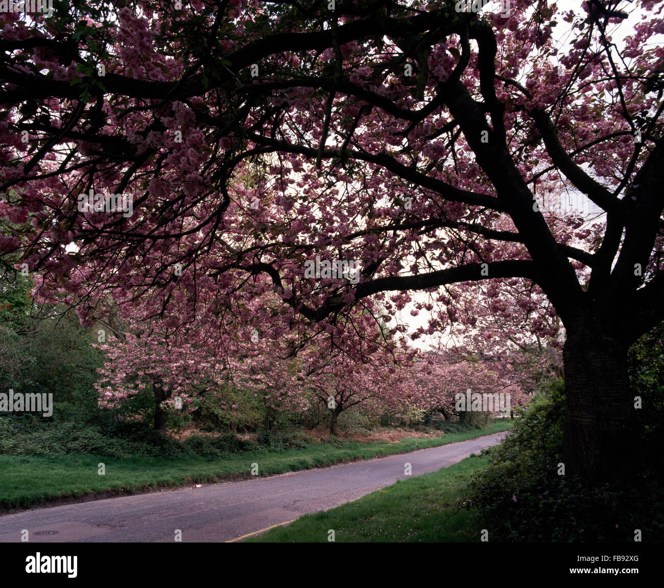 Prunus trees in blossom hi-res stock photography and images - Alamy