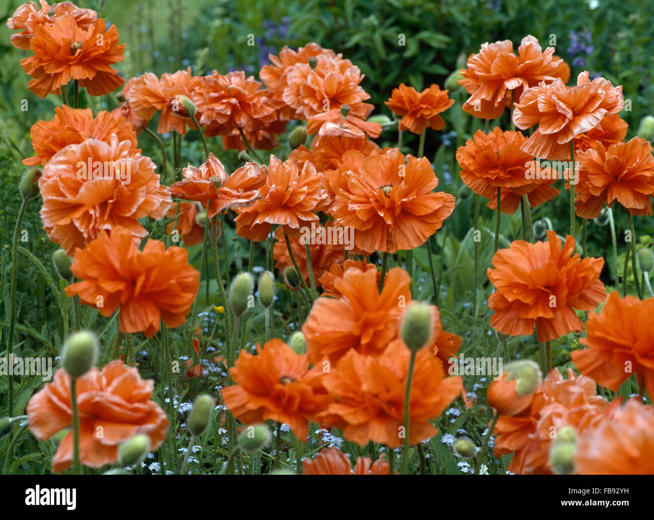 Double poppies hi-res stock photography and images - Alamy