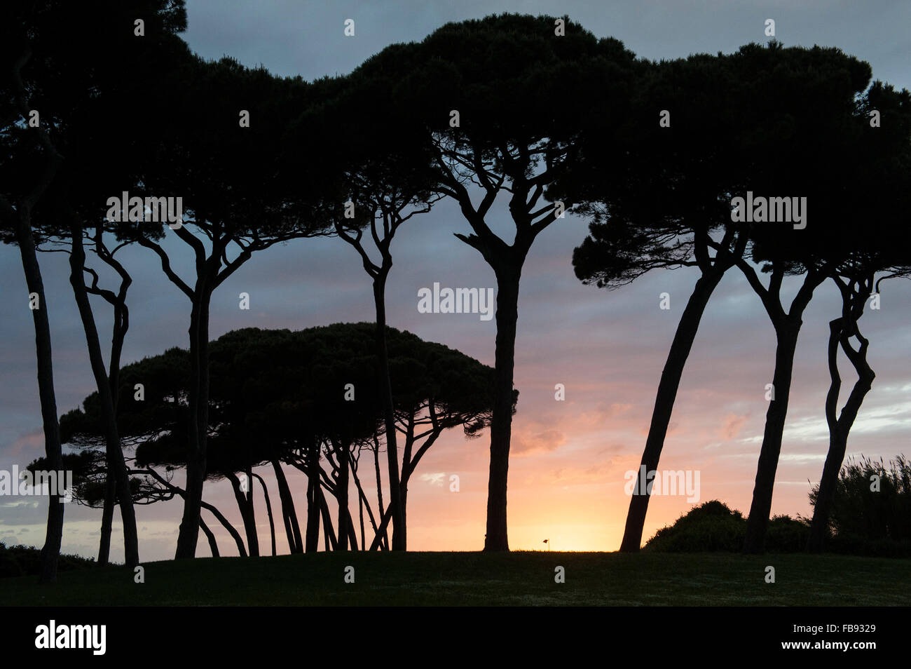 ITALY Tuscany, Baratti, silhouette of umbrella pine trees at Golfo di ...