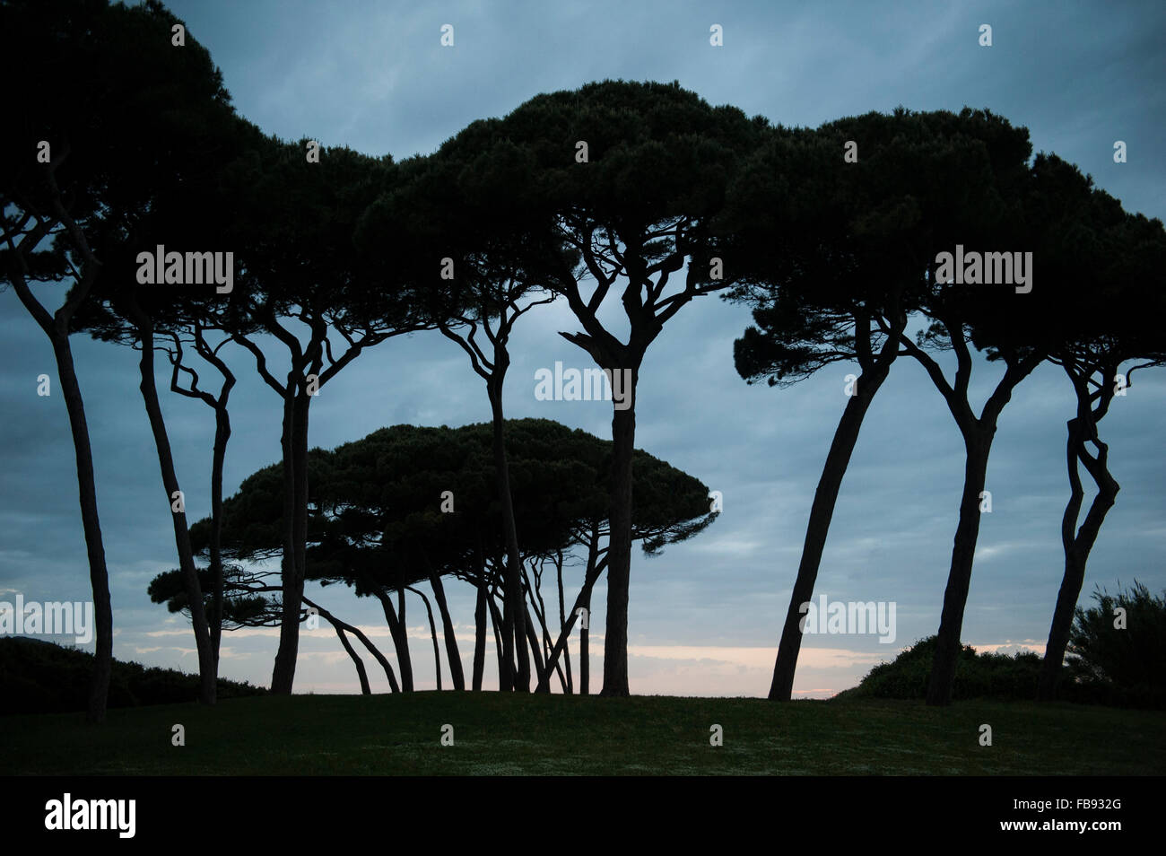 ITALY Tuscany, Baratti, silhouette of umbrella pine trees at Golfo di ...