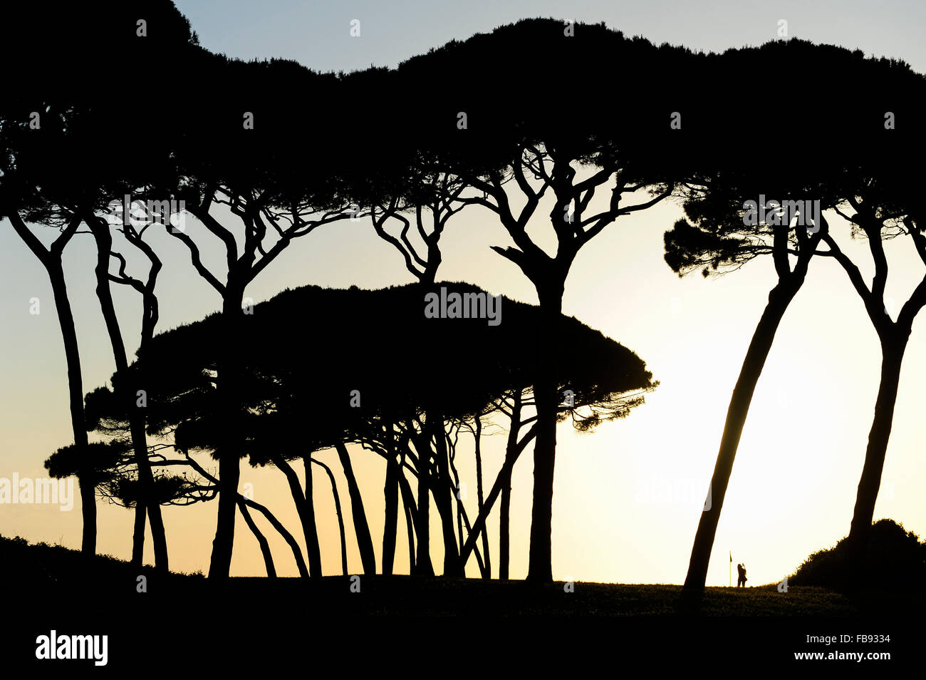 ITALY Tuscany, Baratti, silhouette of umbrella pine trees at Golfo di ...