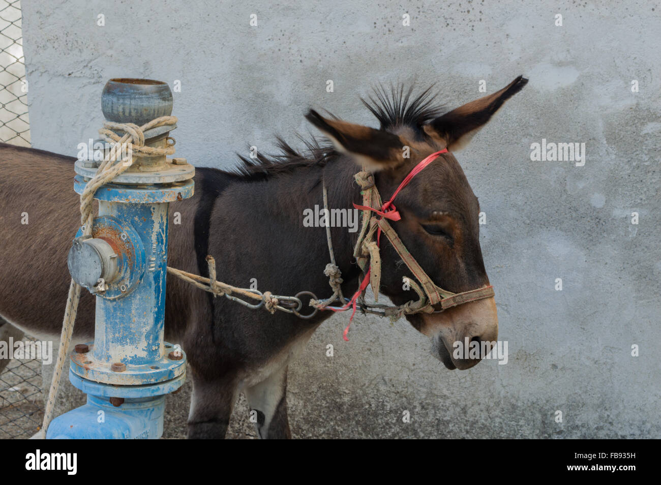 Animal mule hi-res stock photography and images - Alamy