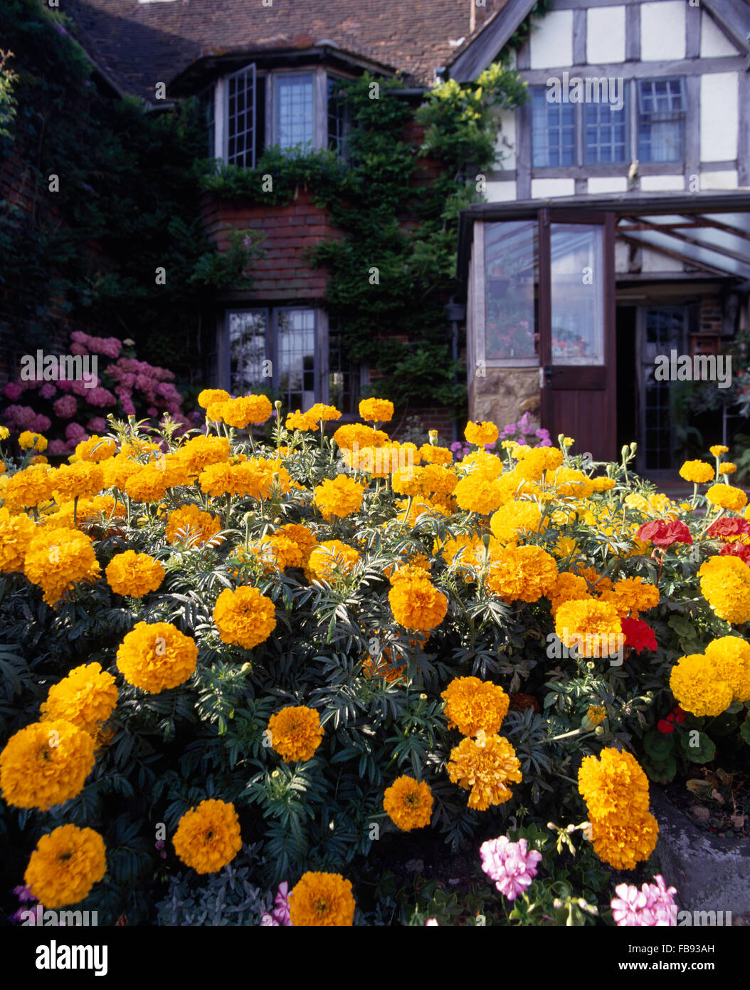 Summer border marigolds hi-res stock photography and images - Alamy