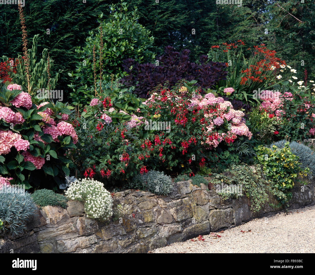 Pink hydrangeas and deep pink fuchias with Crocosmia "Lucifer" in a ...