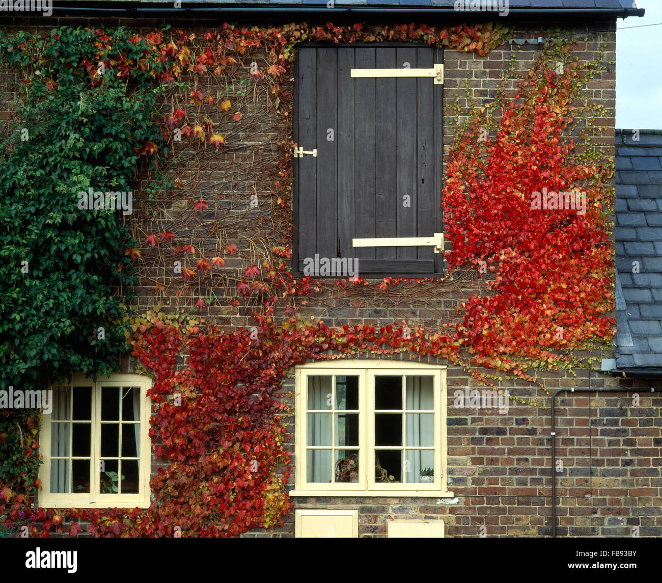 Red virginia creeper hi-res stock photography and images - Alamy