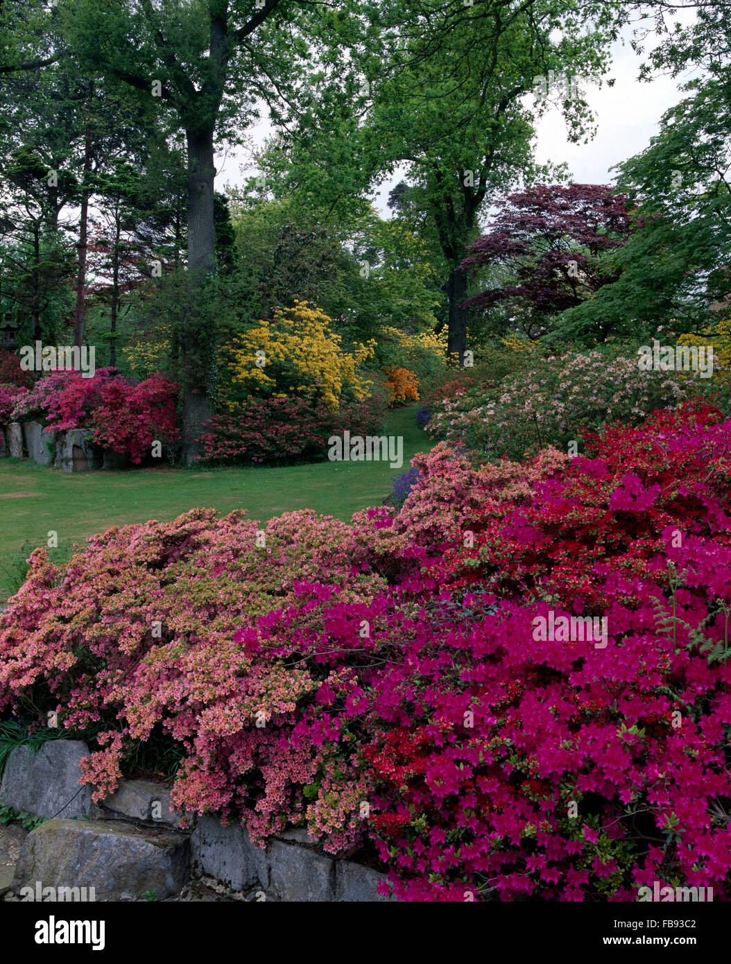 Pale pink and deep pink azaleas in border in large country garden in ...